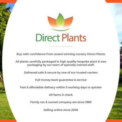 Direct Plants Victoria Plum Fruit Tree 1.8-2m Tall in a 7.5 Litre Pot