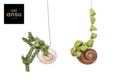 Dischidia Nu Shelly Hang, 10cm Pot Size, 12cm Tall, Ant plant, Indoor ...