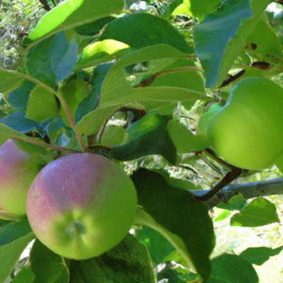 Discovery Apple (Malus) Tree - 7Ltr Bareroot