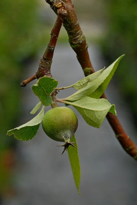 Discovery Apple (Malus) Tree - 7Ltr Bareroot