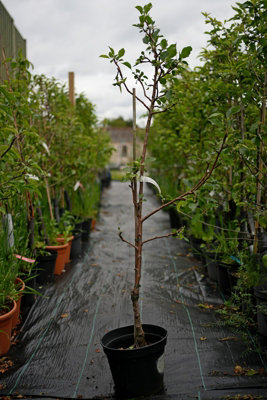 Discovery Apple (Malus) Tree - 7Ltr Bareroot