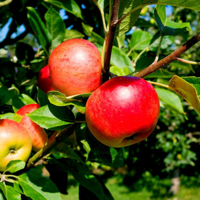 Discovery Apple Tree 3-5ft, Ready to Fruit, Crisp,Juicy, Strawberry ...