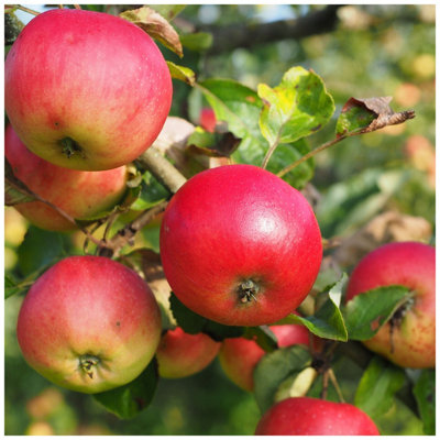 Discovery Apple Tree 3-5ft, Ready to Fruit, Crisp,Juicy, Strawberry ...