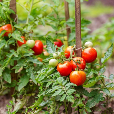 Doff SEAWEED ADVANCED - Multi-Purpose