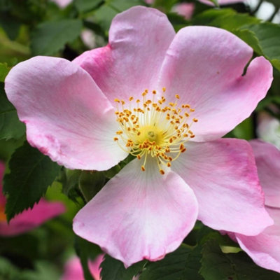 Dog Rose Hedging Rosa Canina Hedging Plant 25 x Bare Root Plants 40cm ...
