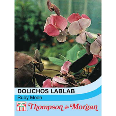 Dolichos Lablab Ruby Moon 1 Packet (6 Seeds)