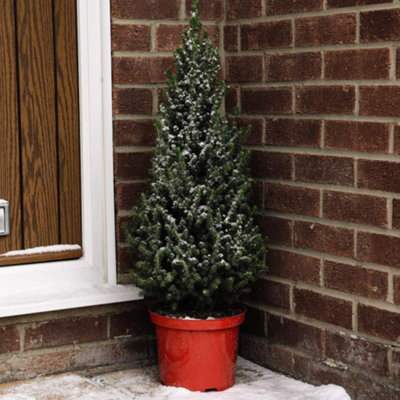 Doorstep Christmas Tree - Picea perfecta - 10 Litre Potted Plant x 1