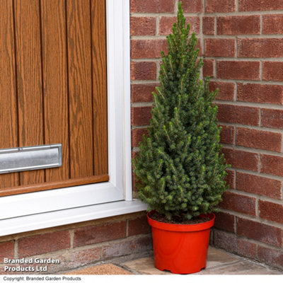 Doorstep Christmas Tree - Picea perfecta 5 Litre Potted Plant x 2