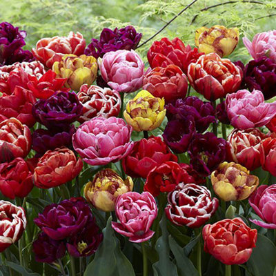Double Flowered Peony Tulips Pack of 20 Bulbs Size 11/12 Mixed Colours ...