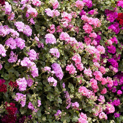 Double Flowered Rosebud Geranium Bedding & Basket Plant Pack of 12 ...