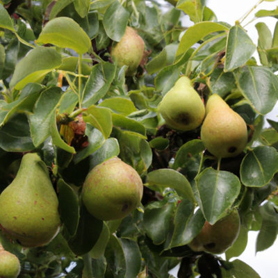 Doyenne Du Comice Pear (Pyrus) Tree - 7Ltr Bareroot