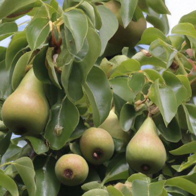 DOYENNE DU COMICE PEAR (PYRUS) TREE - 7LTR POTTED