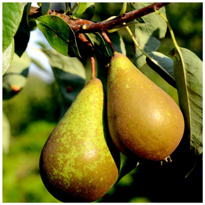Doyenne Du Comice Pear Tree 3-4ft in 4L Pot Dessert Pear With Fine Flavour 3FATPIGS