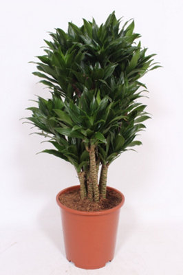 Dra Fr Compacta, 27cm Pot Size, 110cm Tall, Dragon plant, Indoor Houseplant