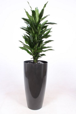 Dra Fr Janet Lind Kuststof San, 33cm Pot Size, 160cm Tall, Janet Lind ...