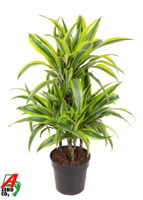 Dra Fr Lemon Lime Carrousel, 21cm Pot Size, 90cm Tall, Chinese ...