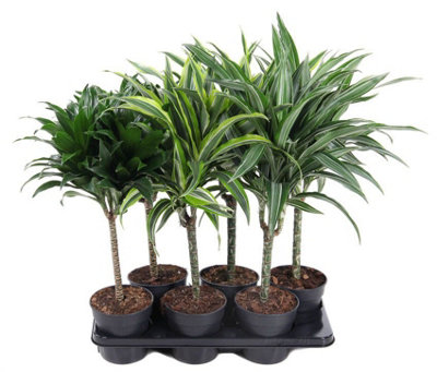 Dra Fr Mixed, 15cm Pot Size, 70cm Tall, Satin Pothos, Indoor Houseplant