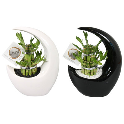 Dra Lucky Bamboo Ceramic Moon, 19cm Pot Size, 25cm Tall, Lucky Bamboo ...