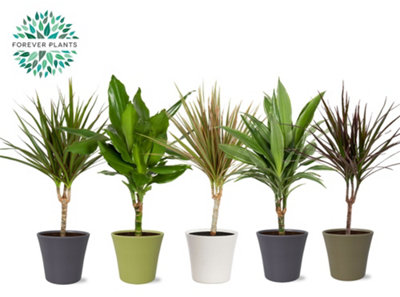 Dra Ma Mixed Ceramic Coco, 14cm Pot Size, 55cm Tall, Dra Ma Mixed Ceramic Coco, Indoor Houseplant