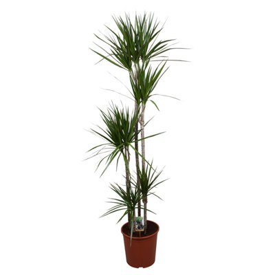 Dra Marginata, 30cm Pot Size, 190cm Tall, Dragon plant, Indoor Houseplant