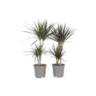 Dracaena Demeris - Set of 4 - Marginata Dracaena - Height 70-80cm - Pot ...