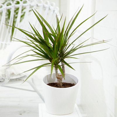 Dracaena marginata - Dragon Tree Indoor Plant (20-30cm Height Including ...