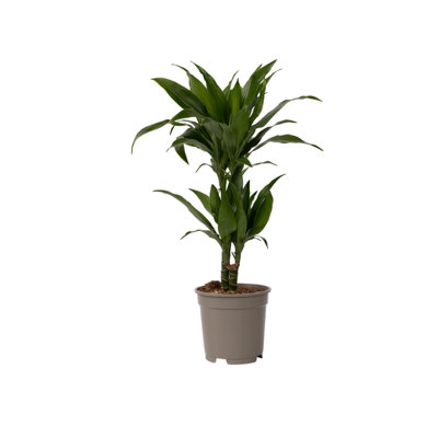 Dragon Tree - Dracaena deremensis Janet Craig - Height 60-70cm - Pot 17cm