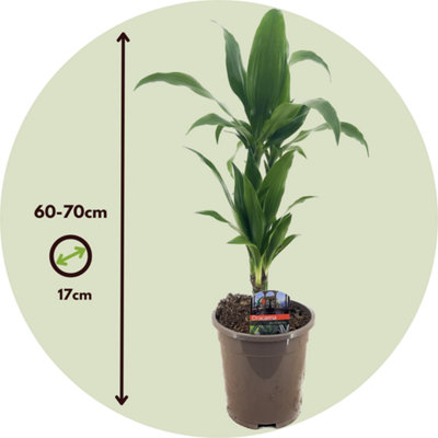 Dragon Tree - Dracaena deremensis Janet Craig - Height 60-70cm - Pot 17cm