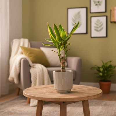 Dragon Tree Single Stem Plant - Exotic Indoor Plant for Home Décor ...