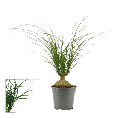 Dragon Tree Single Stem Plant - Exotic Indoor Plant for Home Décor ...