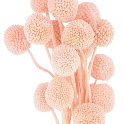 Dried Billy Ball Bunch of 20 Artificial Plant - H50 cm - Mauve | DIY at B&Q