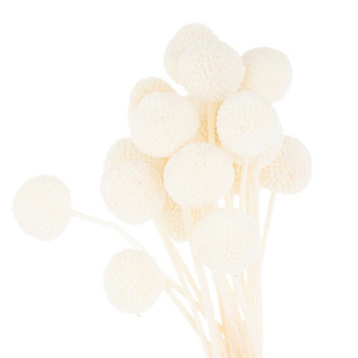 Dried White Billy Ball Bunch Of 20 | DIY at B&Q
