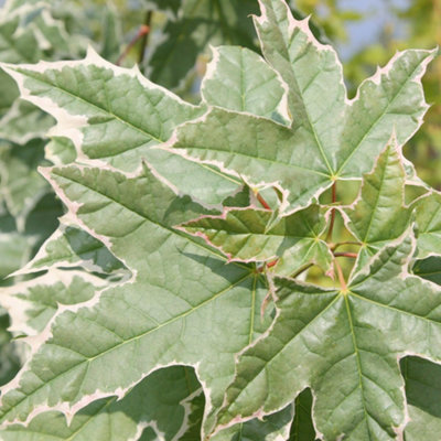 Shop Drummondii Norway Maple Tree Ornamental Acer Platanoides 12L Pot 1 ...