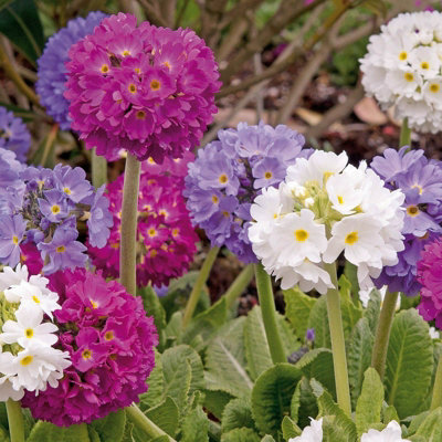 Drumstick Primula Mixed Plant 1 x 1L Pot - Primula denticulata Spring ...