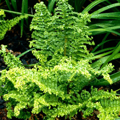 Dryopteris Cripsy Cristata - Hardy Fern, Unique Crested Fronds, Part ...