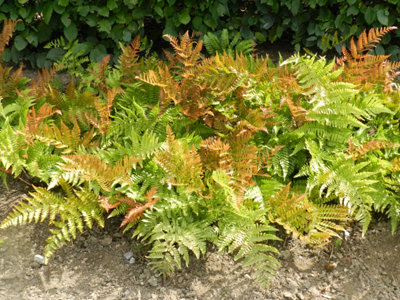 Dryopteris erythrosora Copper Shield Fern Plug Plant