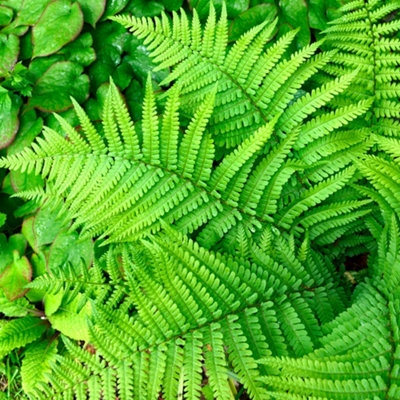 Dryopteris Filix-mas - Male Fern, Lacy Green Fronds, Part Shade ...
