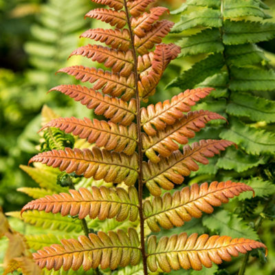 Dryopteris Lepidopoda - Sunset Fern, Textured Fronds, Part Shade ...