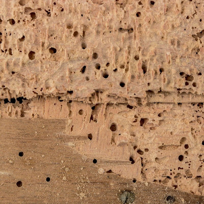 Dryzone Moisture Meter - Damp Meter Detector for Wood, Masonry, Walls ...