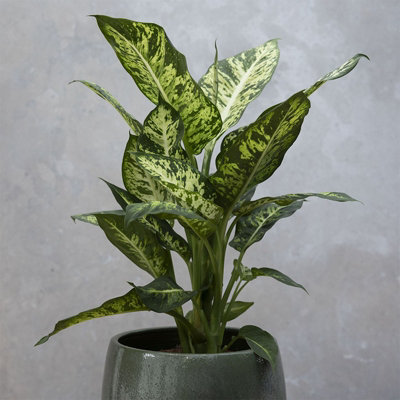 Dumb Cane Tree Indoor Plant Dieffenbachia Sublime 17cm Pot 60cm Tall