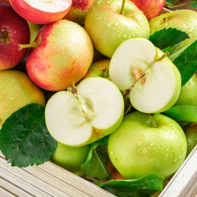 Duo Apple Family Tree - Malus Golden Delicious & Elstar - 5 Litre Pot - Grow Your Own Delicious ...