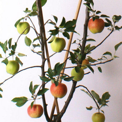 Duo Apple Family Tree - Malus Golden Delicious & Elstar - 5 Litre Pot ...