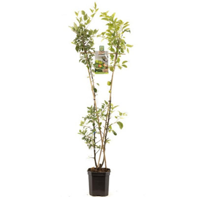 Duo Apple Family Tree - Malus Golden Delicious & Elstar - 5 Litre Pot ...