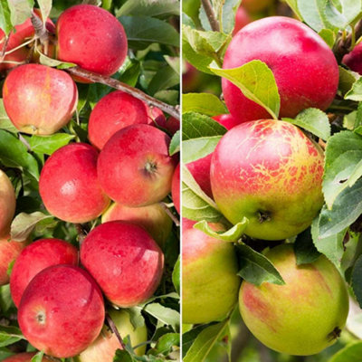 DUO APPLE PATIO TREE - COMPACT FRUIT GARDEN TREES (5L, 2-3FT)