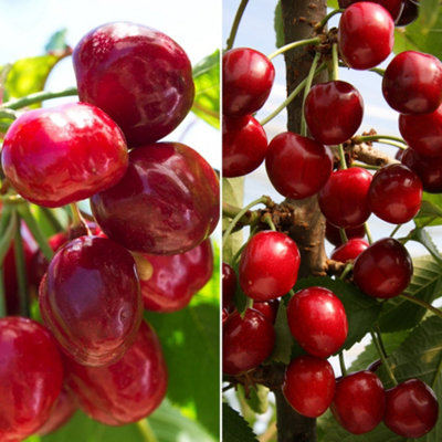 Duo Cherry Patio Tree - Compact Dual-Variety Cherry Producer (5L, 2-3ft)