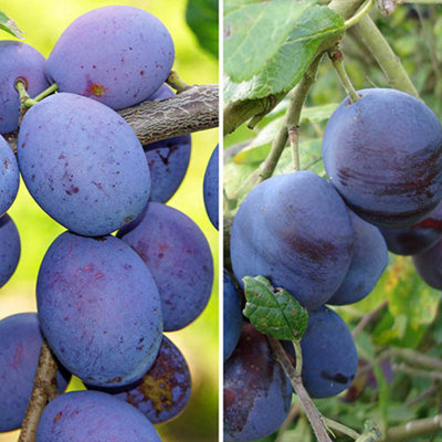 Buy Duo Fruit Plum Tree in a 5L Pot 2 Varieties on 1 Tree Ready to ...