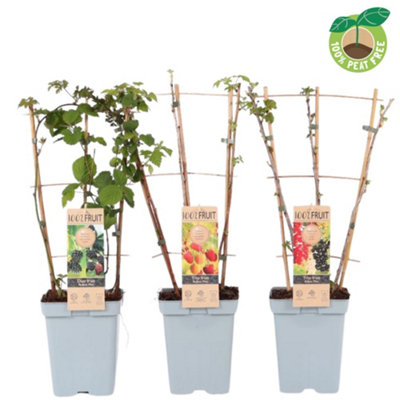 Duo/Trio Fruit Mixed Rek, 23cm Pot Size, 60cm Tall, Mulberry