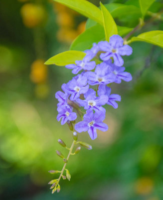 Duranta plumieri - Golden Dewdrop, fast growing, everygreen shrub 1 x ...