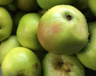Dwarf Bramley Apple Fruit Tree 120cm in a 5 Litre Pot m26 Rootstock