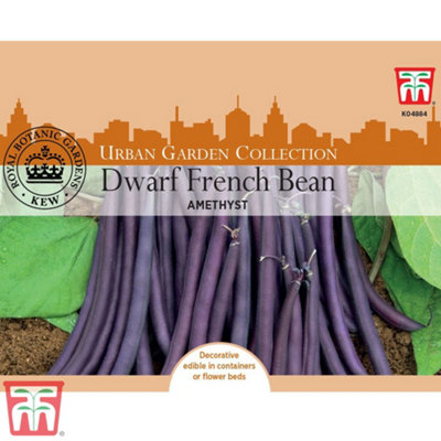 Dwarf Bush Bean Amethyst - Kew Seeds 1 Seed Packet (70 Seeds) | DIY at B&Q
